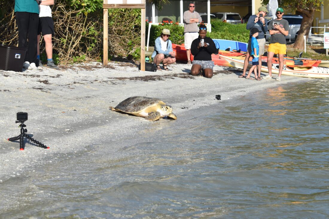 CROW releases sea turtles following treatment - SANIBEL-CAPTIVA ...